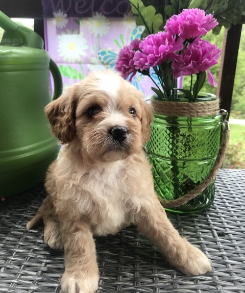 Cavapoo Puppies – Pete Tails Home