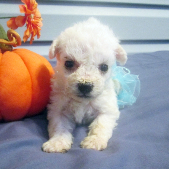 Bichon Frise Puppies – Pete Tails Home