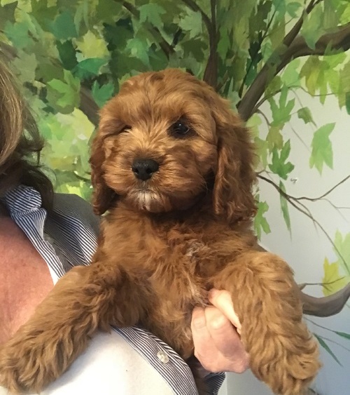 Cavapoo Puppies – Pete Tails Home